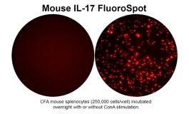 Mouse IL-17 Single-Color FluoroSpot | ImmunoSpot®